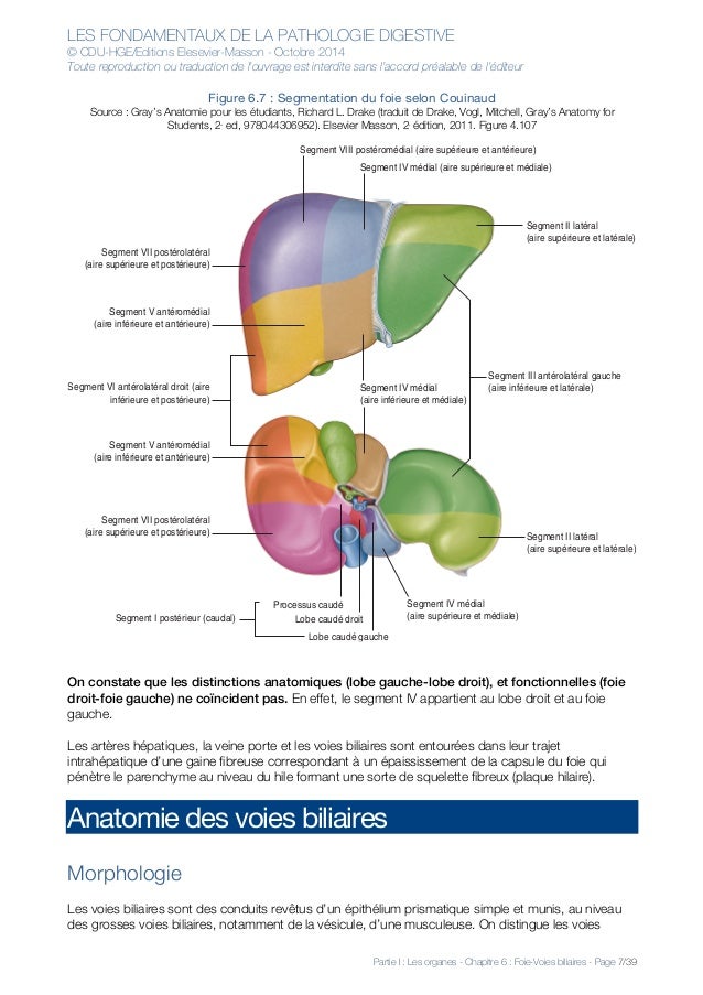 Foie et voies biliaires