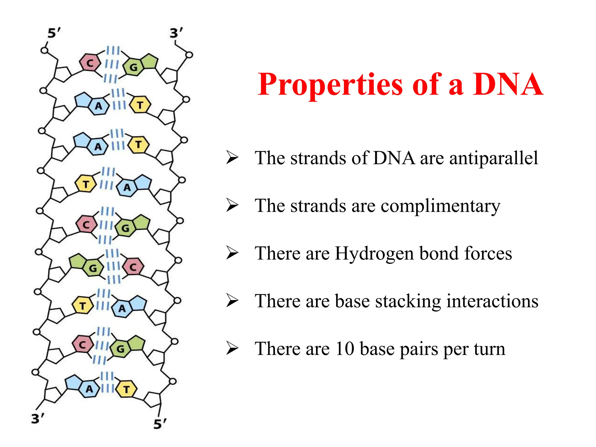 Chap-7 Nucleic acid Power point presentation | PPTX