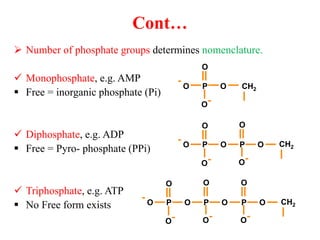 Chap-7 Nucleic acid Power point presentation | PPTX