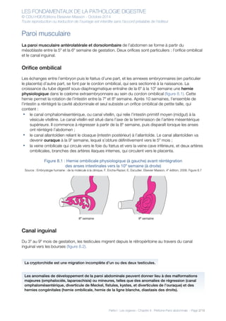 Peritoine paroi abdominale | PDF