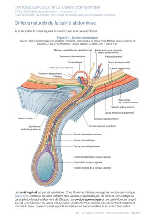 Peritoine paroi abdominale | PDF