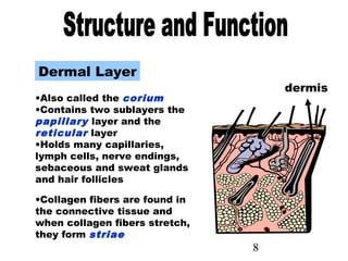 Medical Terminology Chapter 4 | PPT