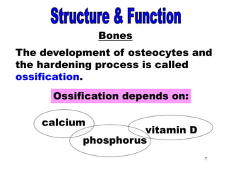 Muscular Skeletal System | PPT