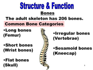Muscular Skeletal System | PPT