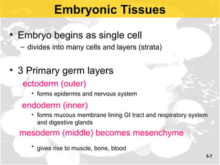 Chapter 5 Histology | PPT