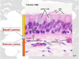 Basal Lamina Histology