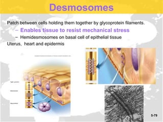 Chapter 5 Histology | PPT
