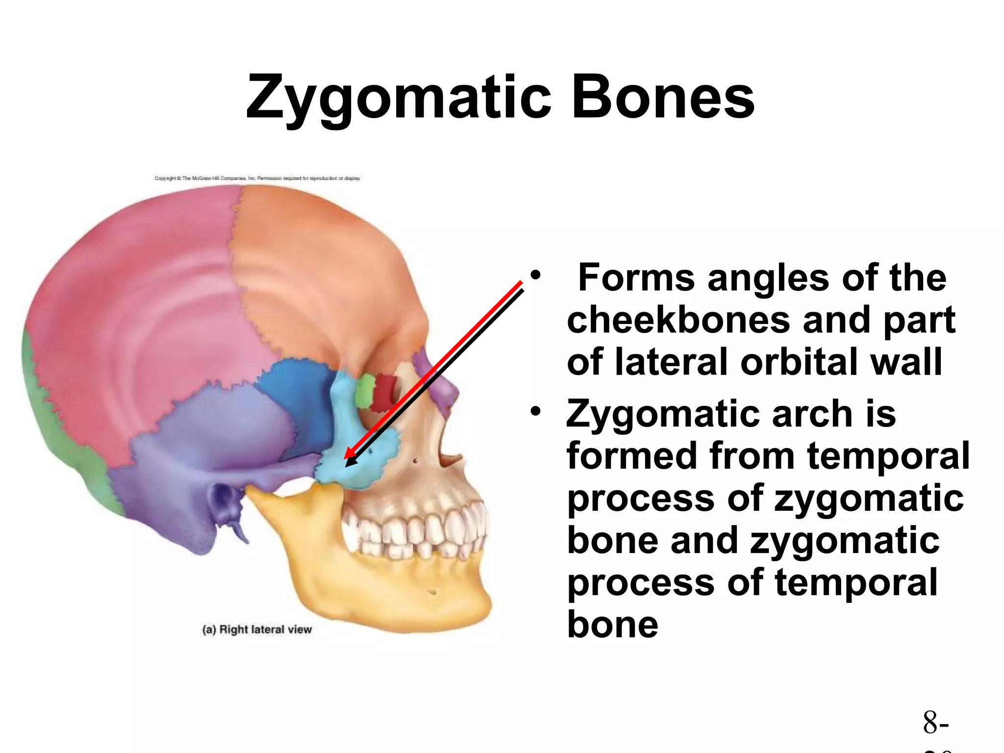 Chap08 Skeletal System | PPT