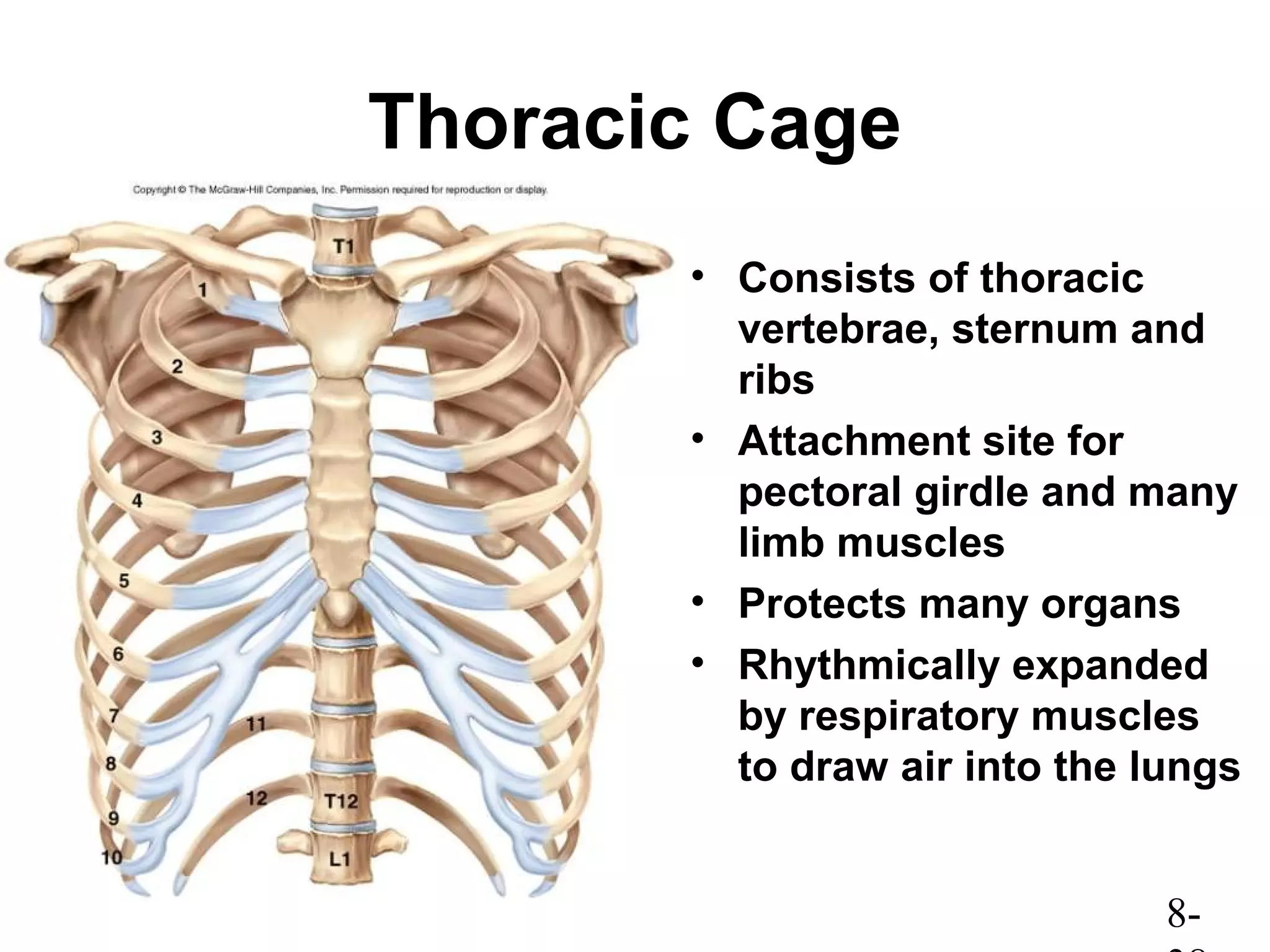 Chap08 Skeletal System | PPT