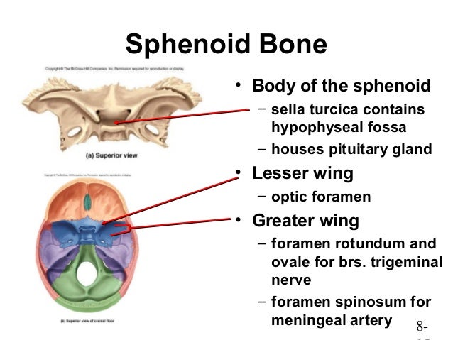 Chap08 Skeletal System