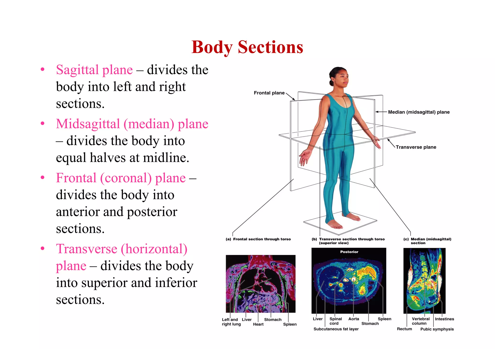 Chap1 anatomical terminology | PDF