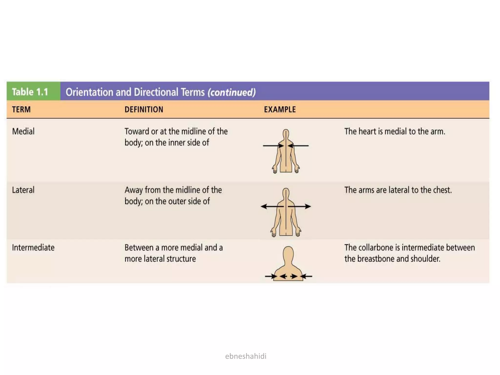 Chap1- Anatomical Terminology.pdf