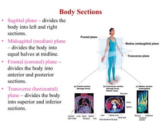 Chap1- Anatomical Terminology.pdf