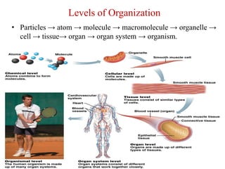 Chap1- Anatomical Terminology.pdf