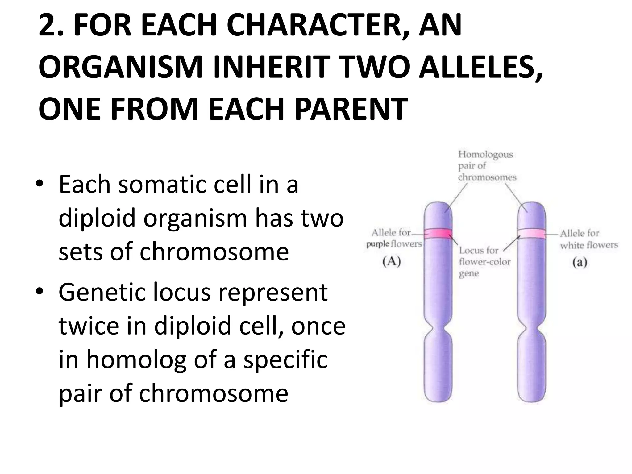 MIC150 - Chap 1 Mendelian Genetics | PPT