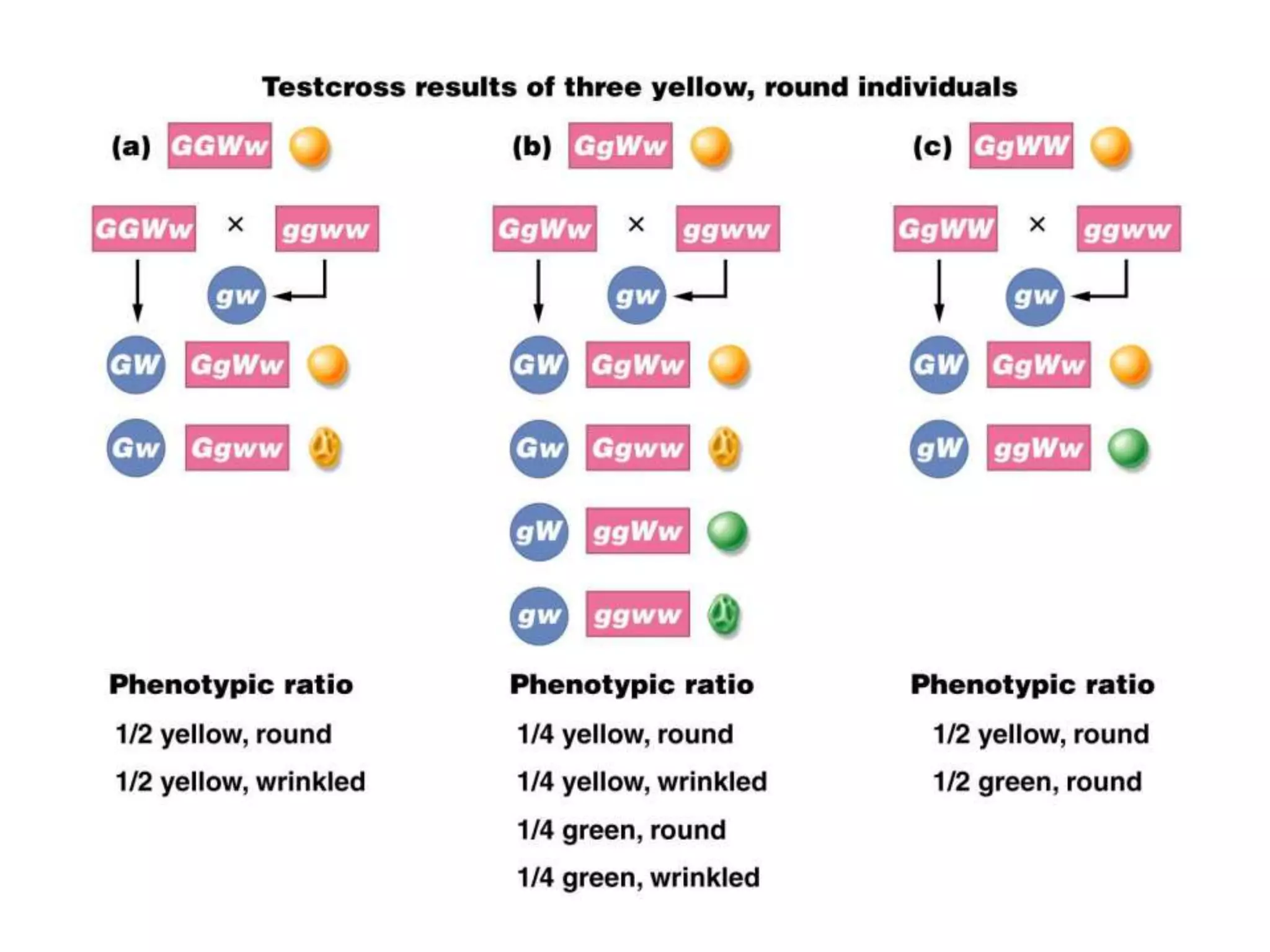MIC150 - Chap 1 Mendelian Genetics | PPT | Free Download