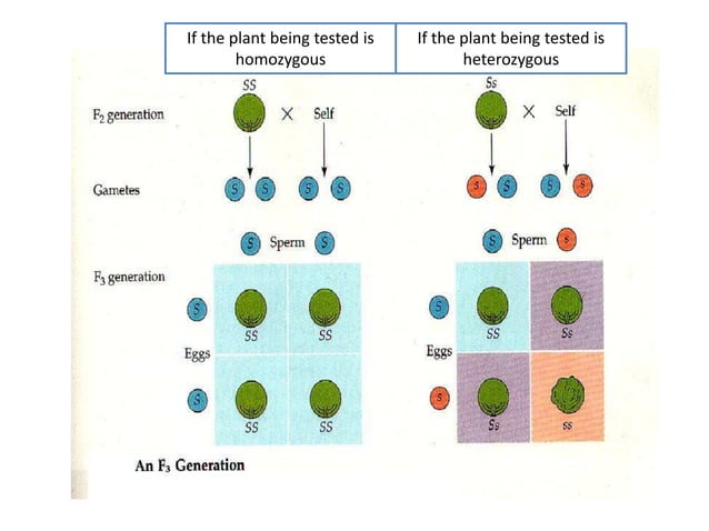 MIC150 - Chap 1 Mendelian Genetics | PPT