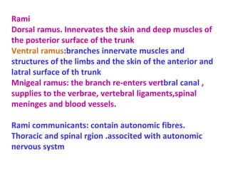 Chap 10 the peripheral nervous system | PPTX