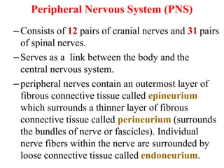 Chap 10 the peripheral nervous system | PPTX