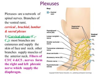 Chap 10 the peripheral nervous system | PPTX