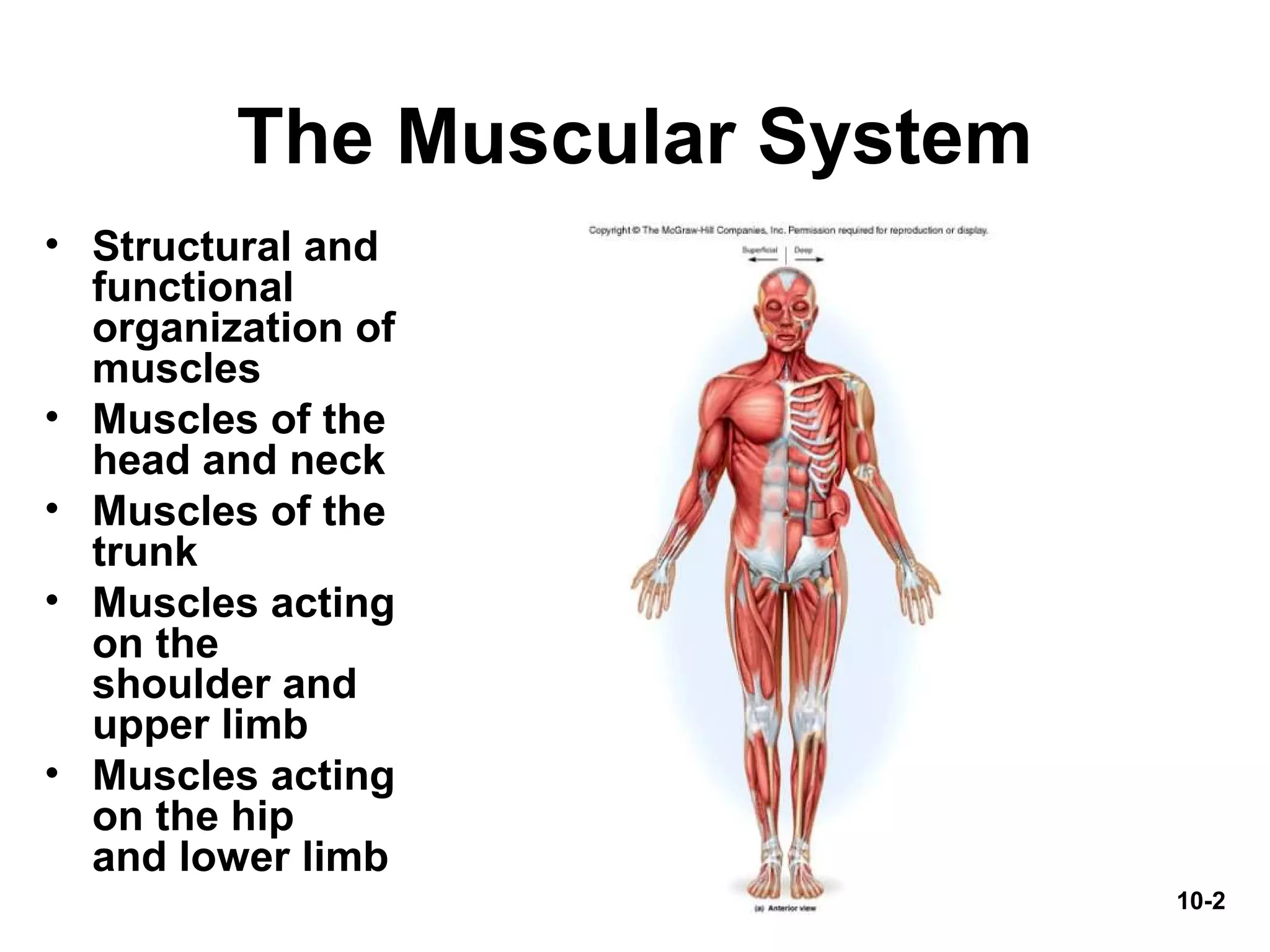 Chap10 powerpoint Muscular System | PPT