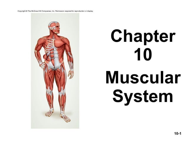 Chap10 powerpoint Muscular System | PPT