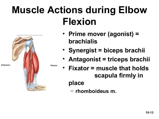 Biarticular Muscle Examples