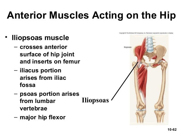 Biarticular Muscle Examples