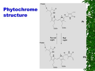 Chap11 hormones | PPT