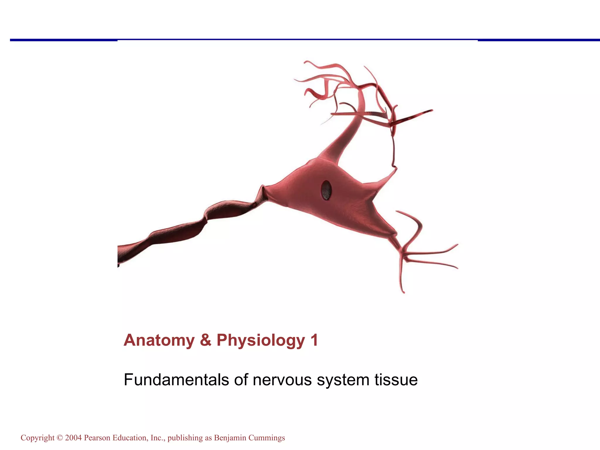 Chap 11 nervous system part 1 | PPT