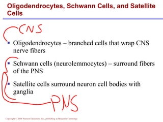 Chap 11 nervous system part 1 | PPT