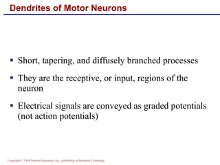Chap 11 nervous system part 1 | PPT