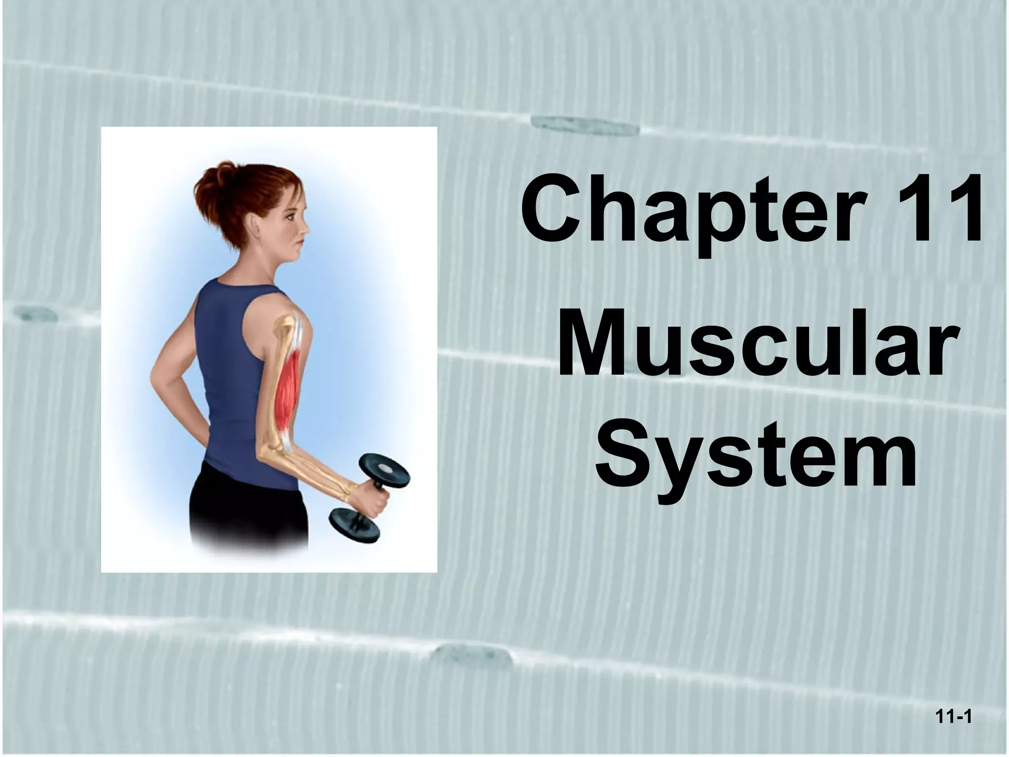 Chap11 Muscle Tissue | PPT