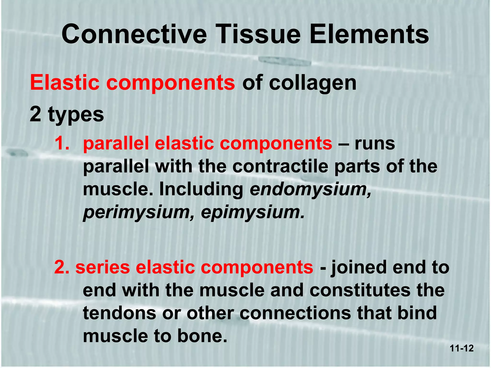 Chap11 Muscle Tissue | PPT