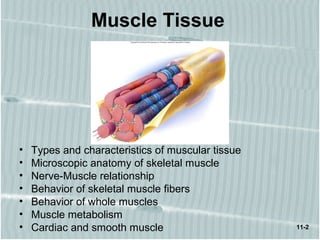 Characteristics Of Muscular Tissue