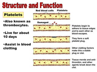 Chapter twelve blood and it's physiology | PPT