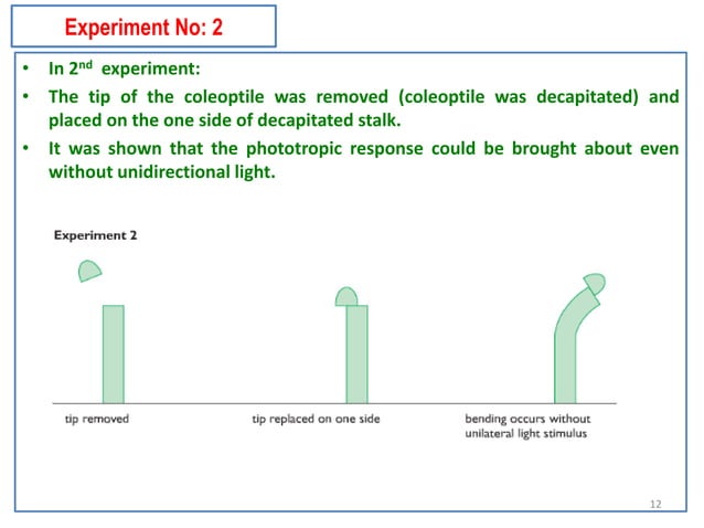 IGCSE Biology Chap 12 chemical coordination in plants | PDF | Gardening ...