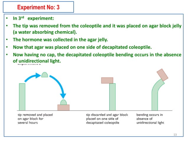 IGCSE Biology Chap 12 chemical coordination in plants | PDF | Gardening ...
