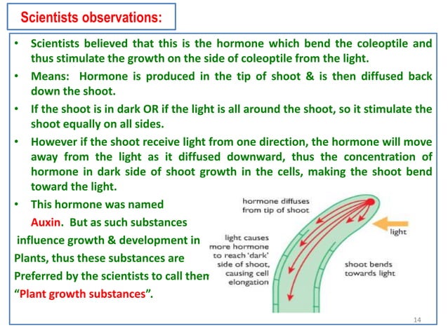 IGCSE Biology Chap 12 chemical coordination in plants | PDF | Gardening ...