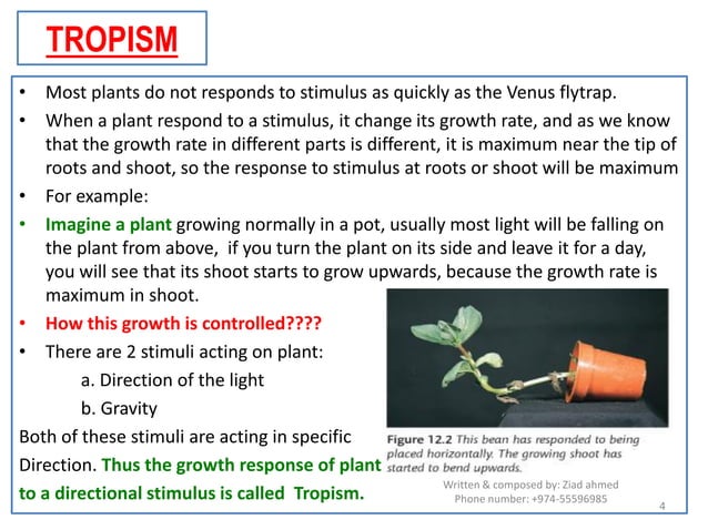 IGCSE Biology Chap 12 chemical coordination in plants | PDF | Gardening ...