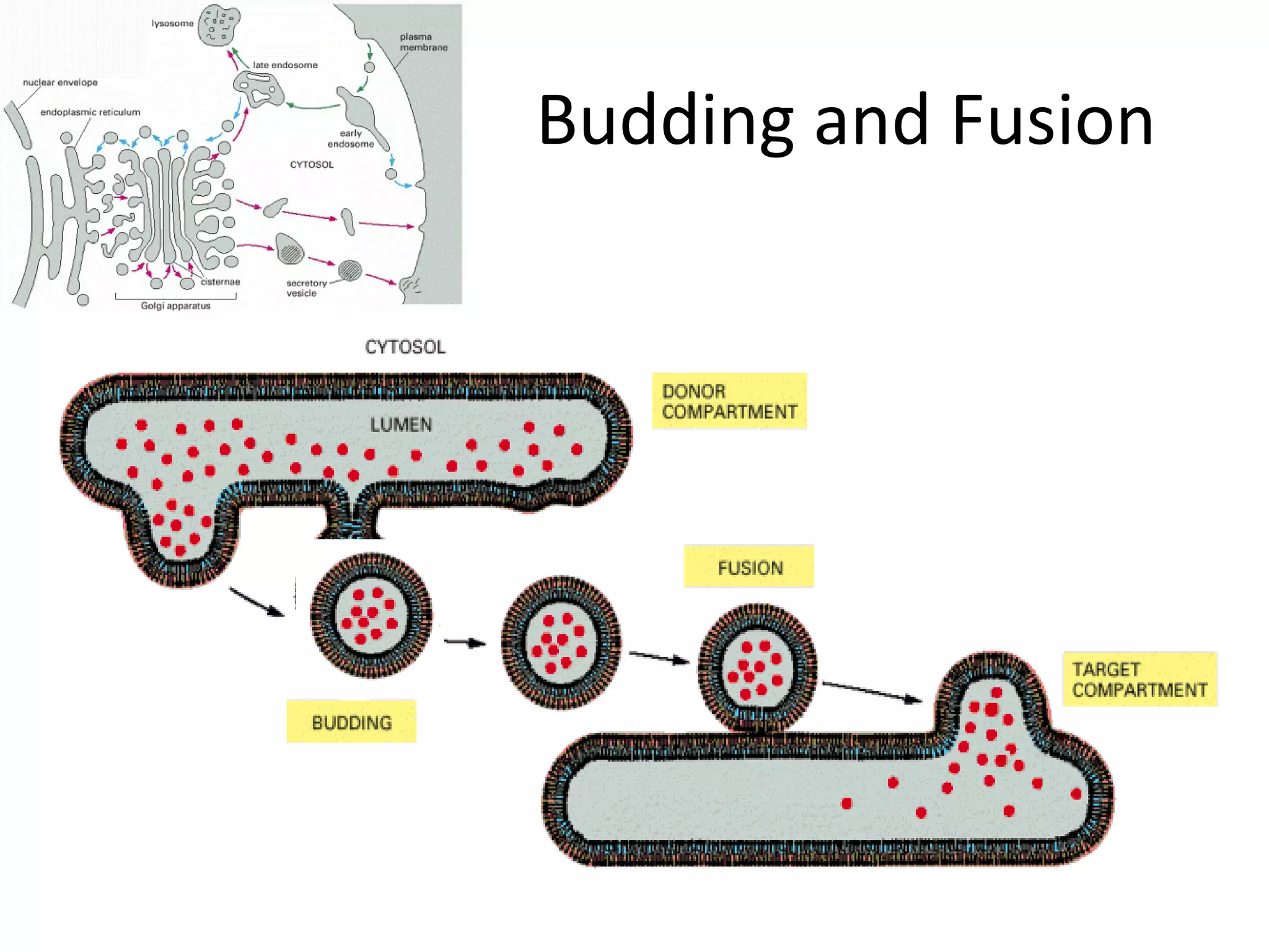 Chap13 Dokka | PPT | Free Download