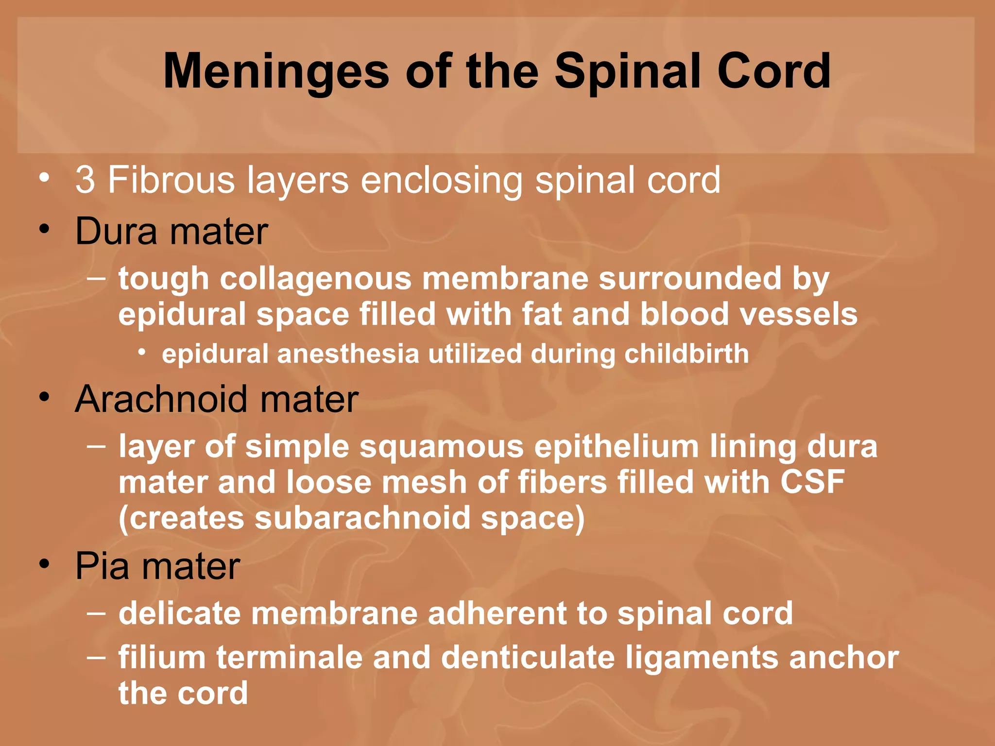 Chap13 Spinal Cord powerpoint | PPT