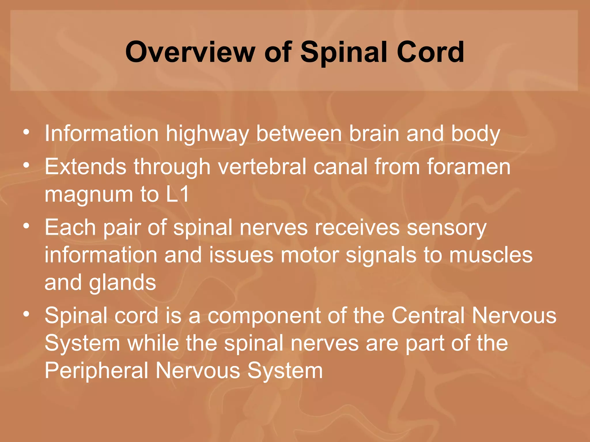 Chap13 Spinal Cord powerpoint | PPT