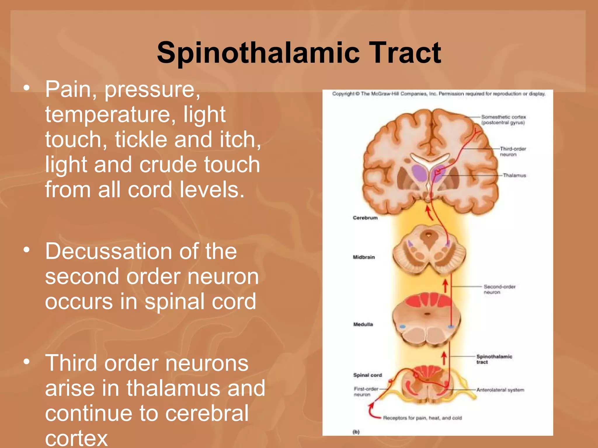 Chap13 Spinal Cord powerpoint | PPT