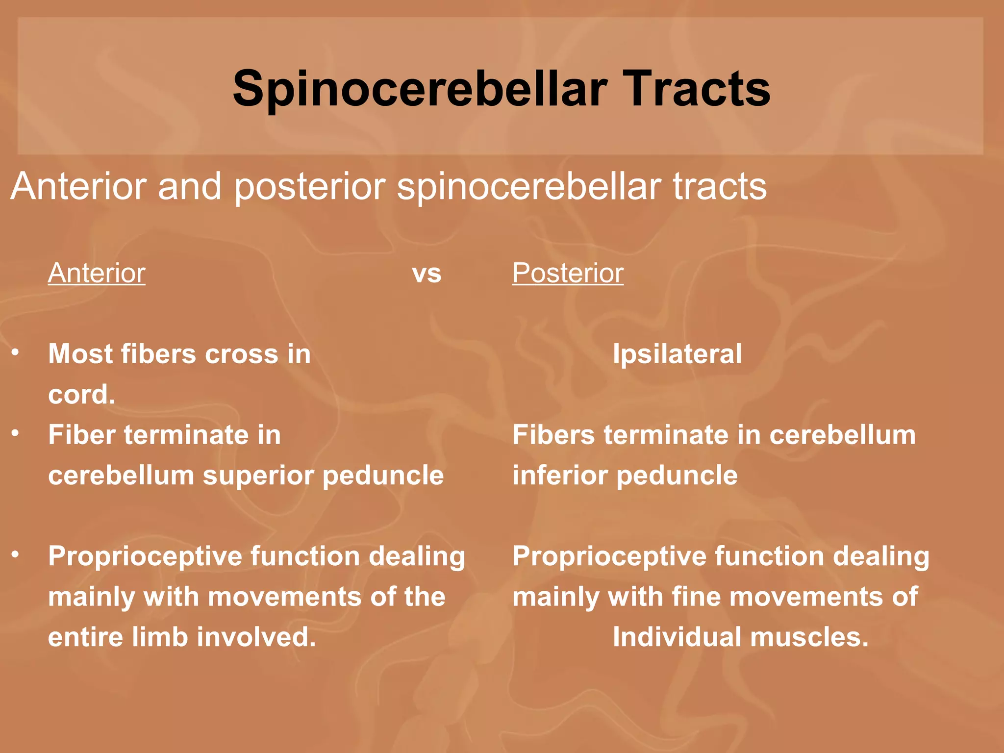 Chap13 Spinal Cord powerpoint | PPT