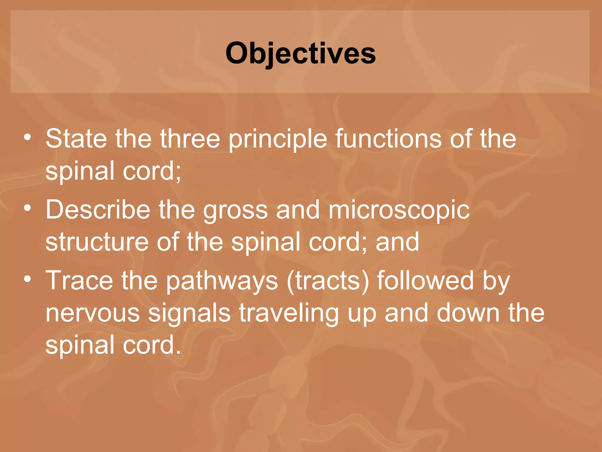 Chap13 Spinal Cord powerpoint | PPT