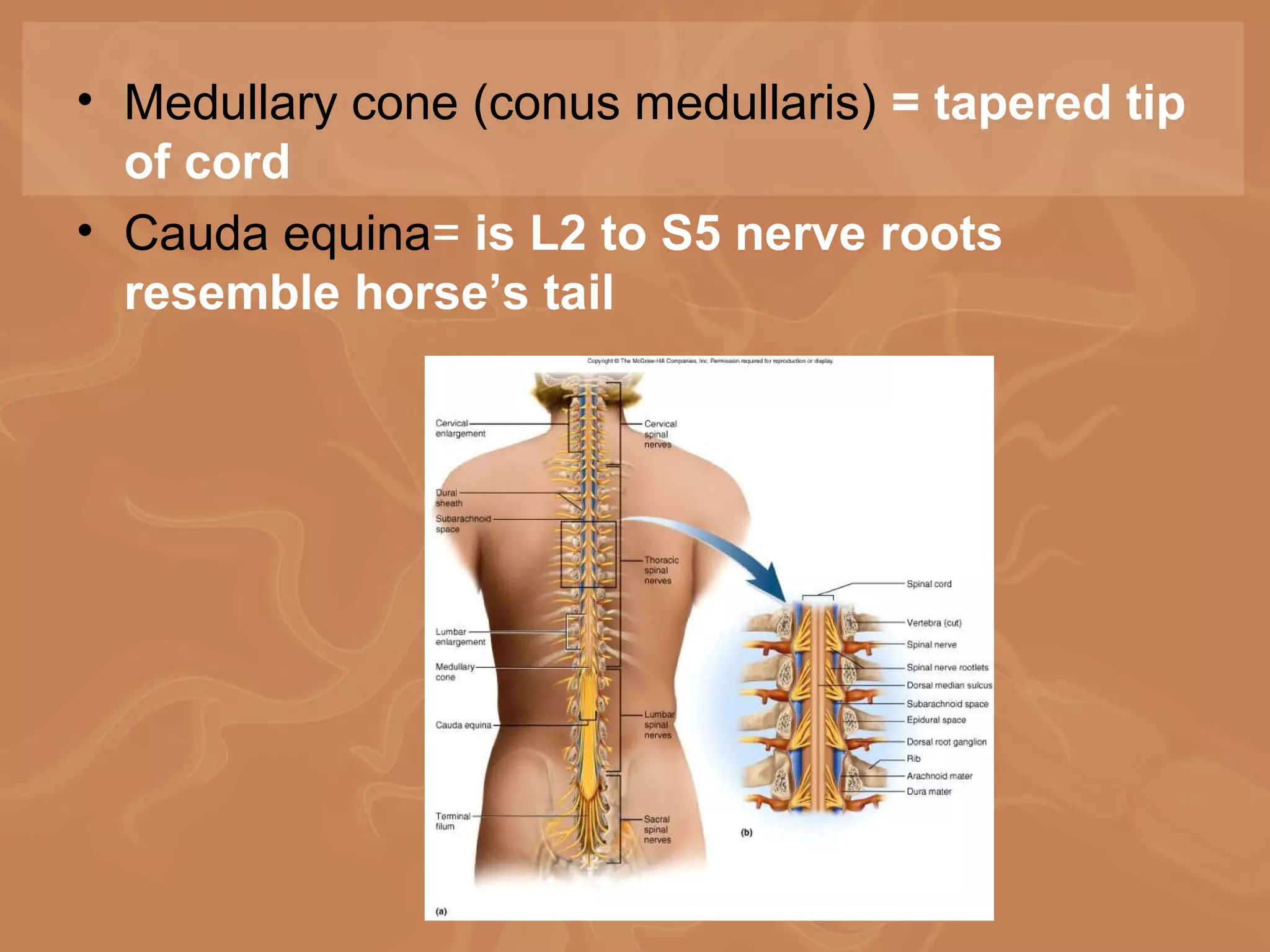 Chap13 Spinal Cord powerpoint | PPT