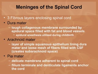 Functions Of The Spinal Cord