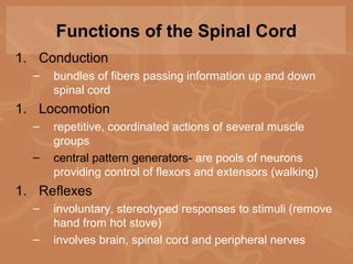 Functions Of The Spinal Cord