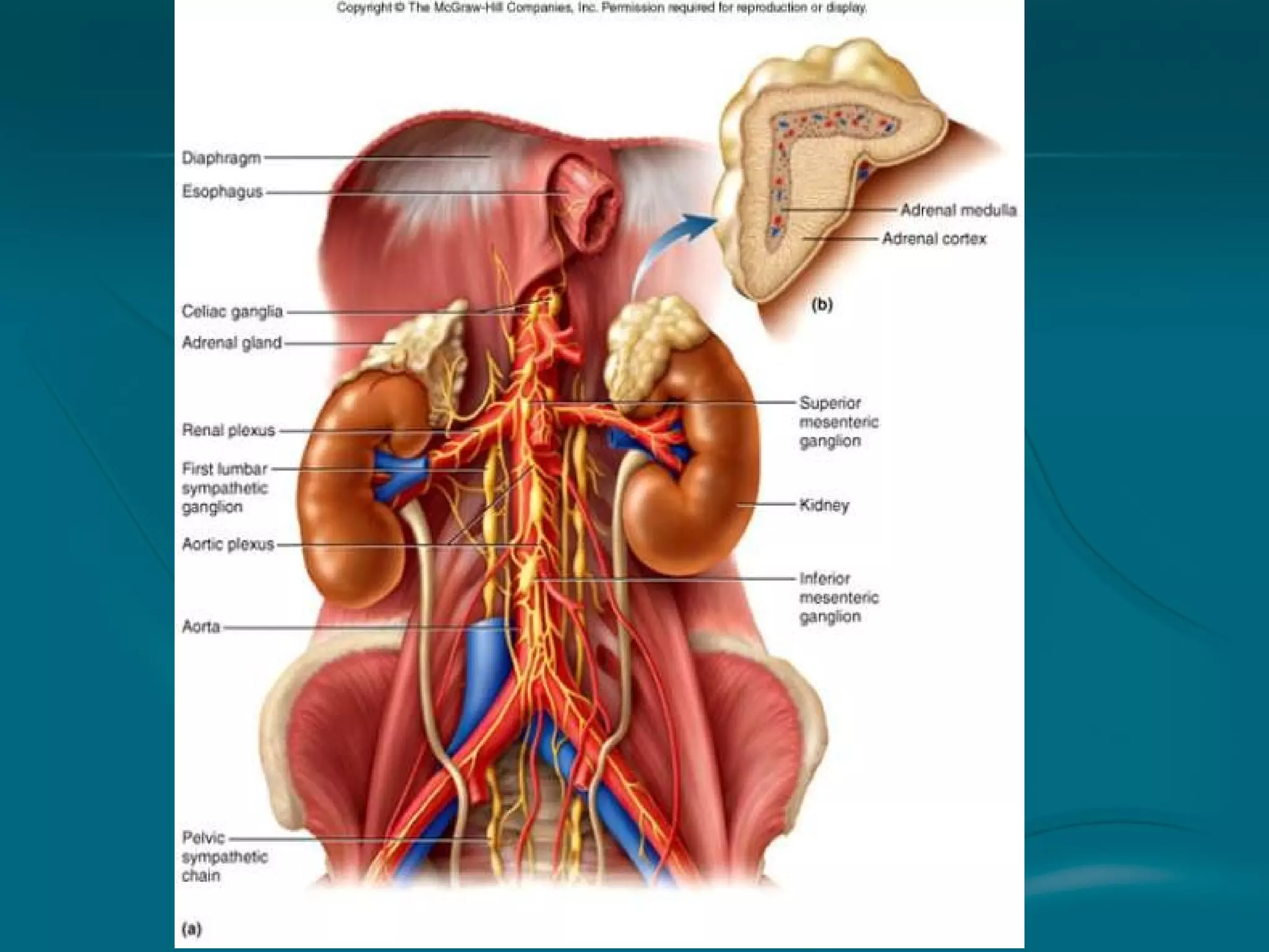 Chap15 powerpoint ANS VSR | PPT | Brain and Nervous System Disorders | Diseases and Conditions